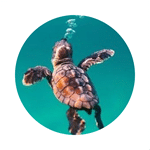 Memberships - Bald Head Island Conservancy