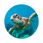 Memberships - Bald Head Island Conservancy